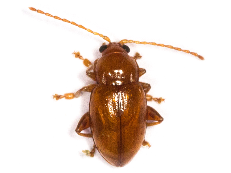 Neocrepidodera transversa