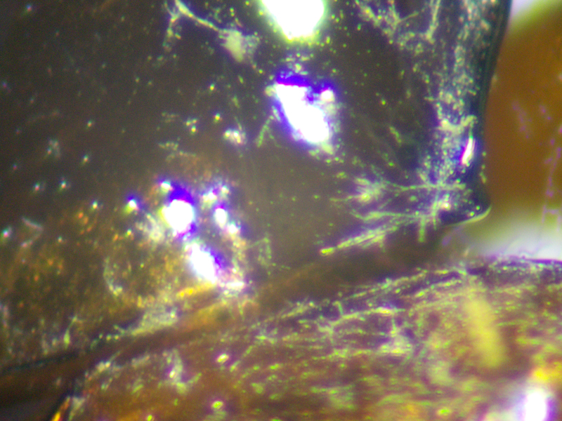 Neocrepidodera transversa